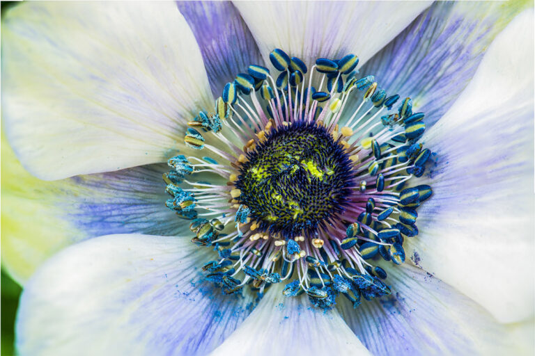 What Is Macro Photography? Definition & Tutorials
